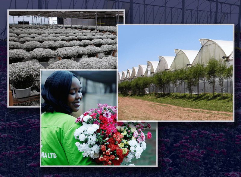 Hansa Flowers PLC | Black Tulip Group