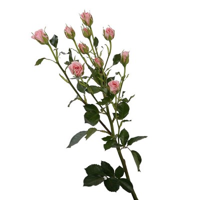 Odilia | Black Tulip Group