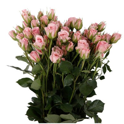 Odilia | Black Tulip Group