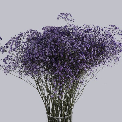 Gypsophilia Archives | Black Tulip Group