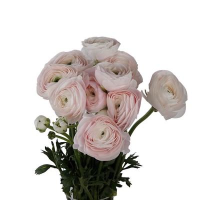 Ranunculus Clooney Light Pink | Black Tulip Group