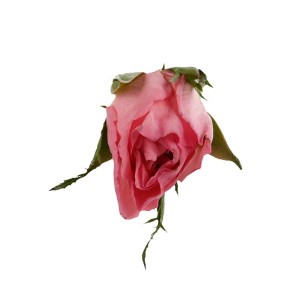 Ace Pink | Black Tulip Group