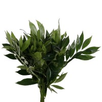 Cocculus Archives | Black Tulip Group