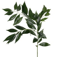 Cocculus Green | Black Tulip Group