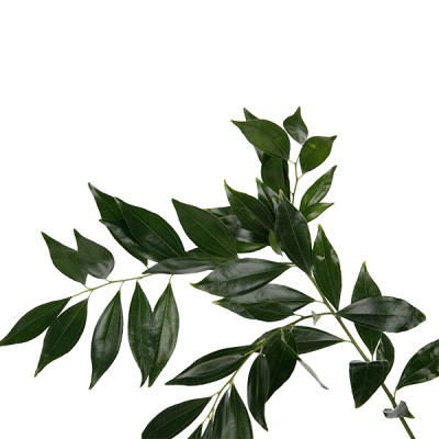 Cocculus Green | Black Tulip Group