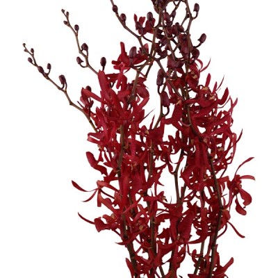 Orchid Aranthera Annie Black Red | Black Tulip Group