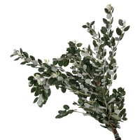 Pittosporum / Ralphy | Black Tulip Group