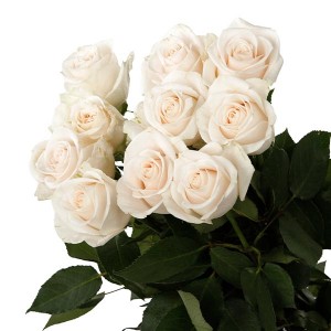 Vendela Cream | Black Tulip Group