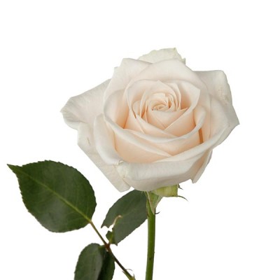 Vendela Cream | Black Tulip Group